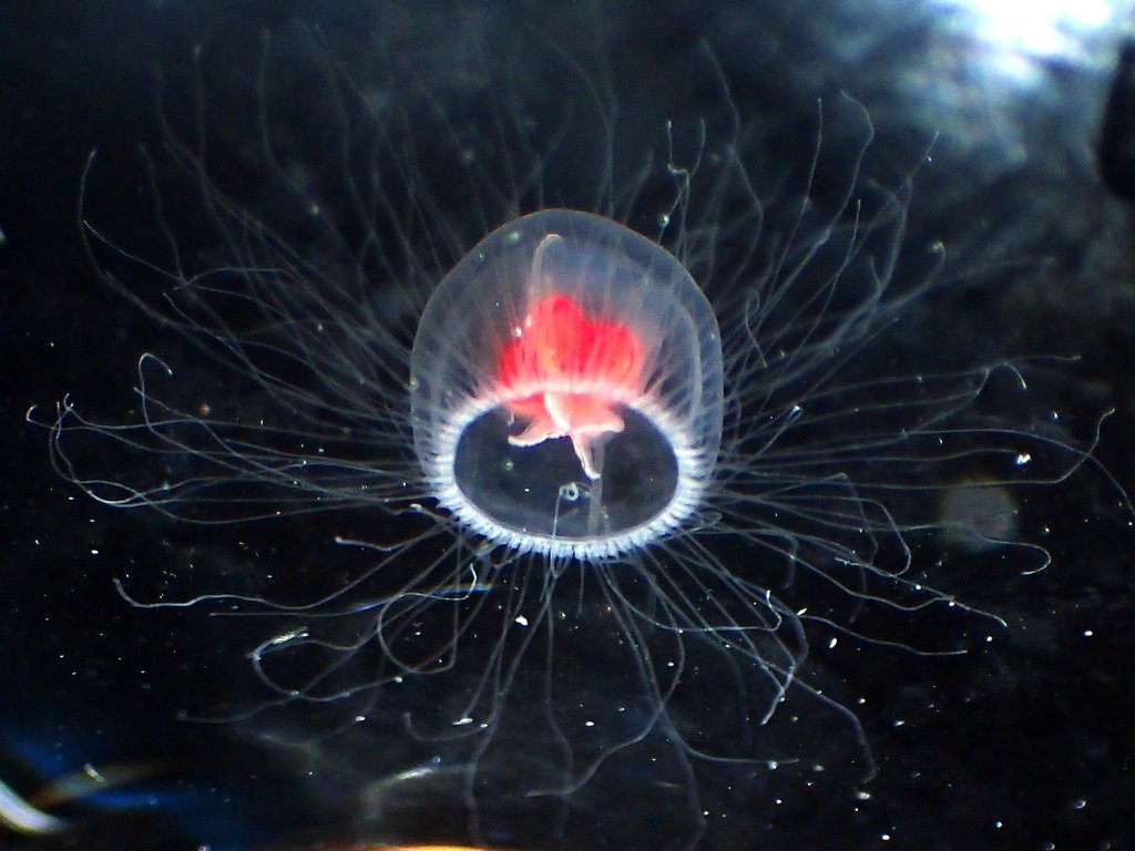 Codul genetic uimitor al unei creaturi marine