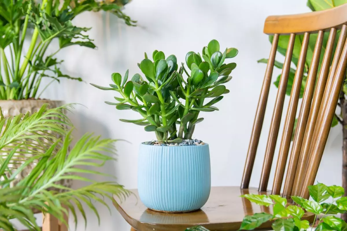 Cum îngrijești arborele de bani. Este planta care nu trebuie să ...