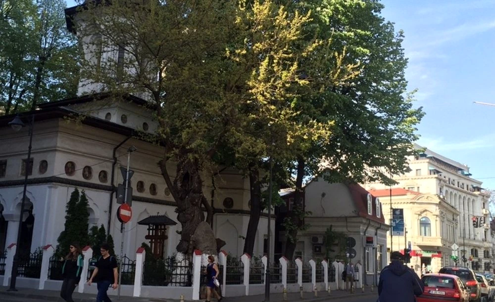 „Dudul din Batiștei”. Cel mai bătrân copac din București are peste 300 ...