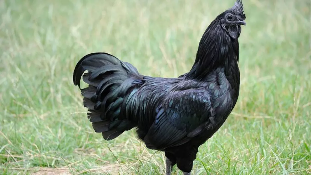 Cea mai rară și ciudată pasăre de curte. Cum arată găina cu carne neagră