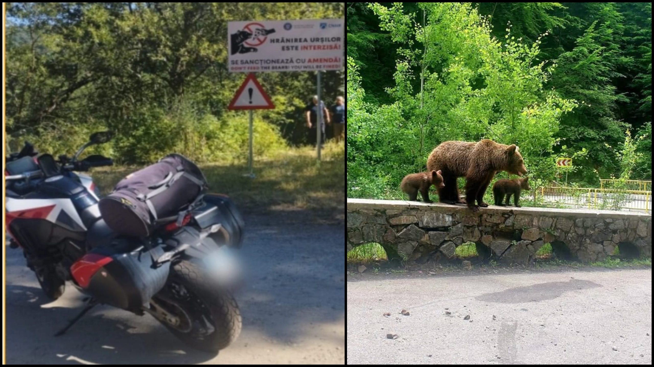 Tragedie pe Transfăgărășan! Un motociclist a fost omorât de urs, pe ...