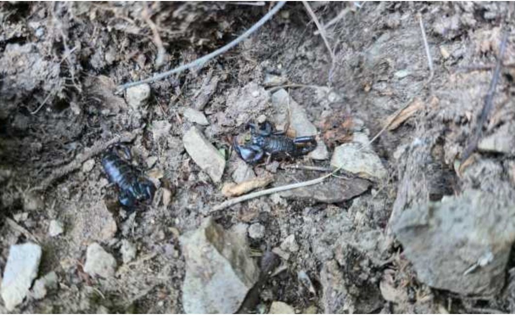 Zeci de scorpioni au invadat o comună din România. Temperaturile ...