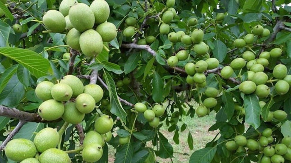 De ce nu este bine să plantezi un nuc în curte. Puțini știu de ...